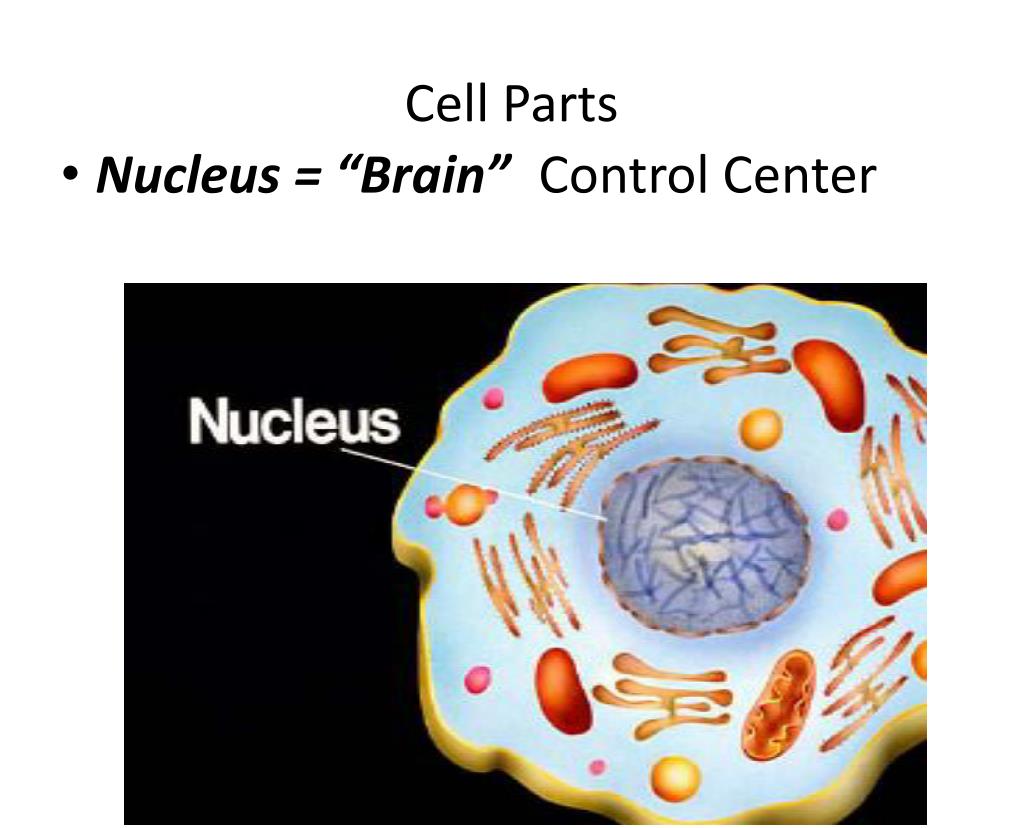 PPT - Cells In Living Things Unit Cell Theory’s 3 Parts All living ...