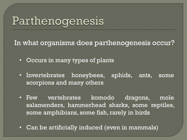 PPT - PARTHENOGENESIS parthenos "virgin " and genesis " creation ...