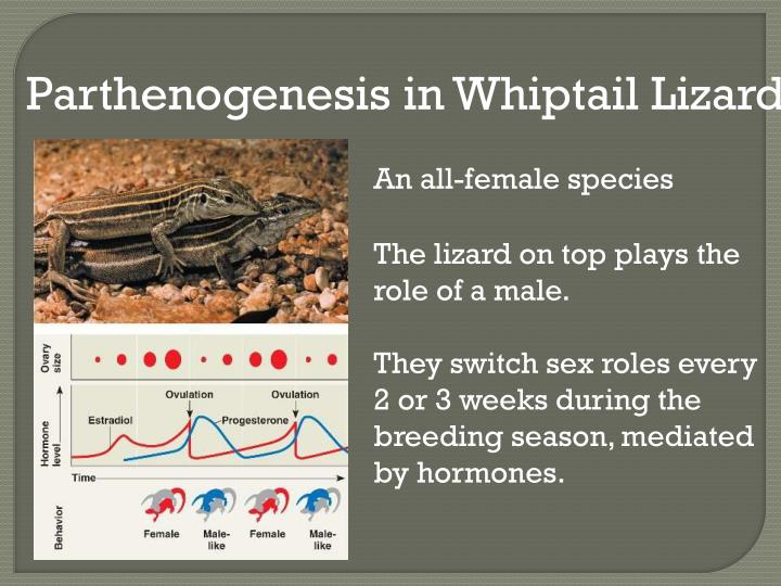 PPT - PARTHENOGENESIS parthenos "virgin " and genesis " creation ...