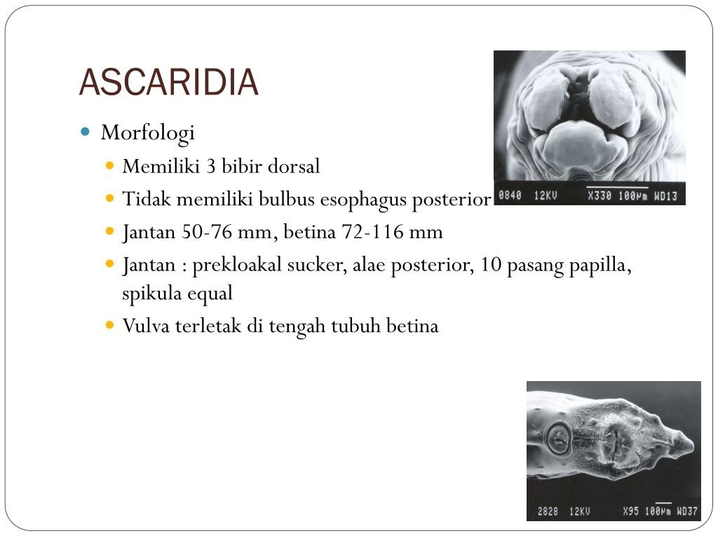 PPT - PENYAKIT PARASITER ( NEMATODOSIS I ) PowerPoint Presentation ...