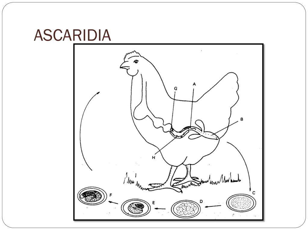 PPT - PENYAKIT PARASITER ( NEMATODOSIS I ) PowerPoint Presentation ...