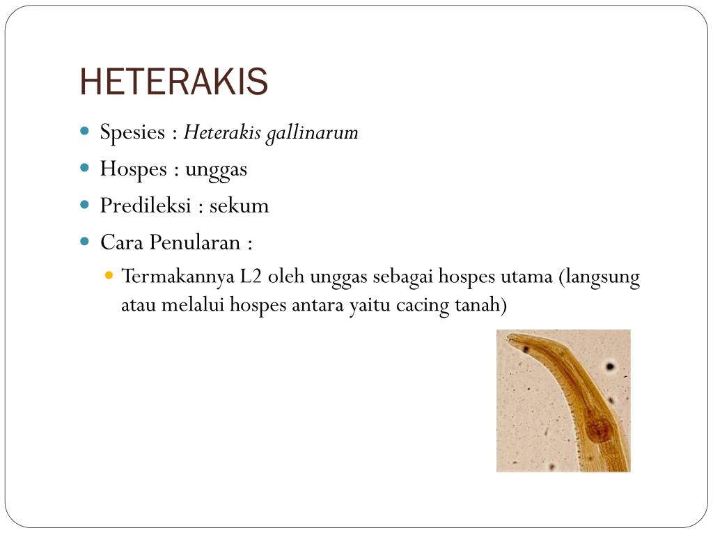 PPT - PENYAKIT PARASITER ( NEMATODOSIS I ) PowerPoint Presentation ...