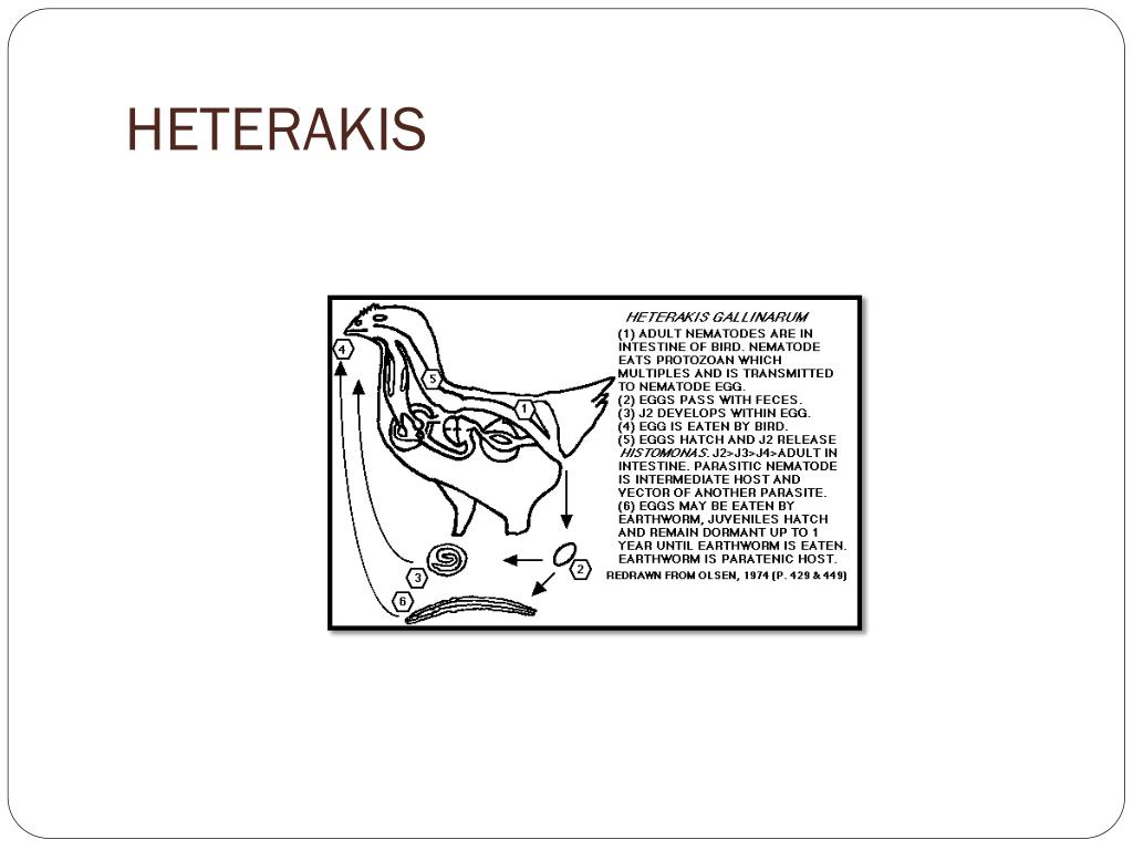 PPT - PENYAKIT PARASITER ( NEMATODOSIS I ) PowerPoint Presentation ...