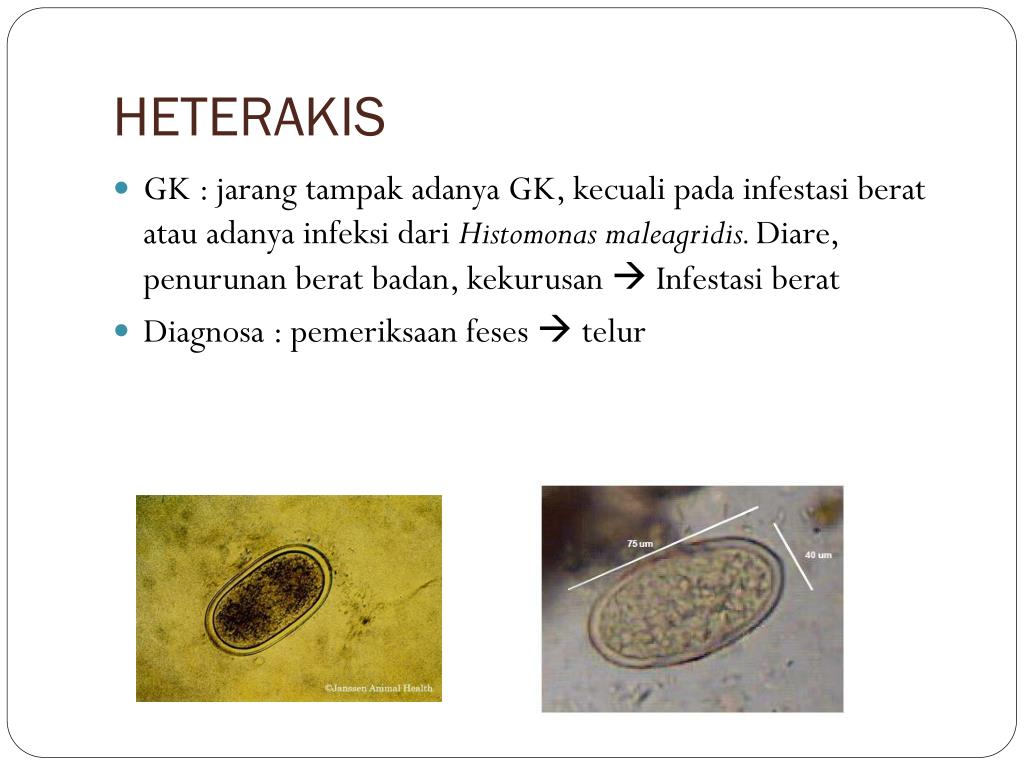 PPT - PENYAKIT PARASITER ( NEMATODOSIS I ) PowerPoint Presentation ...