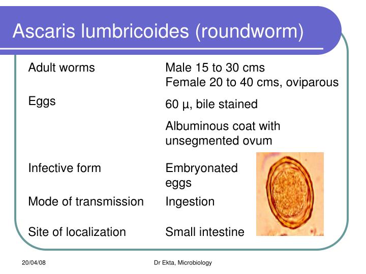 PPT - Nematodes PowerPoint Presentation - ID:2300004