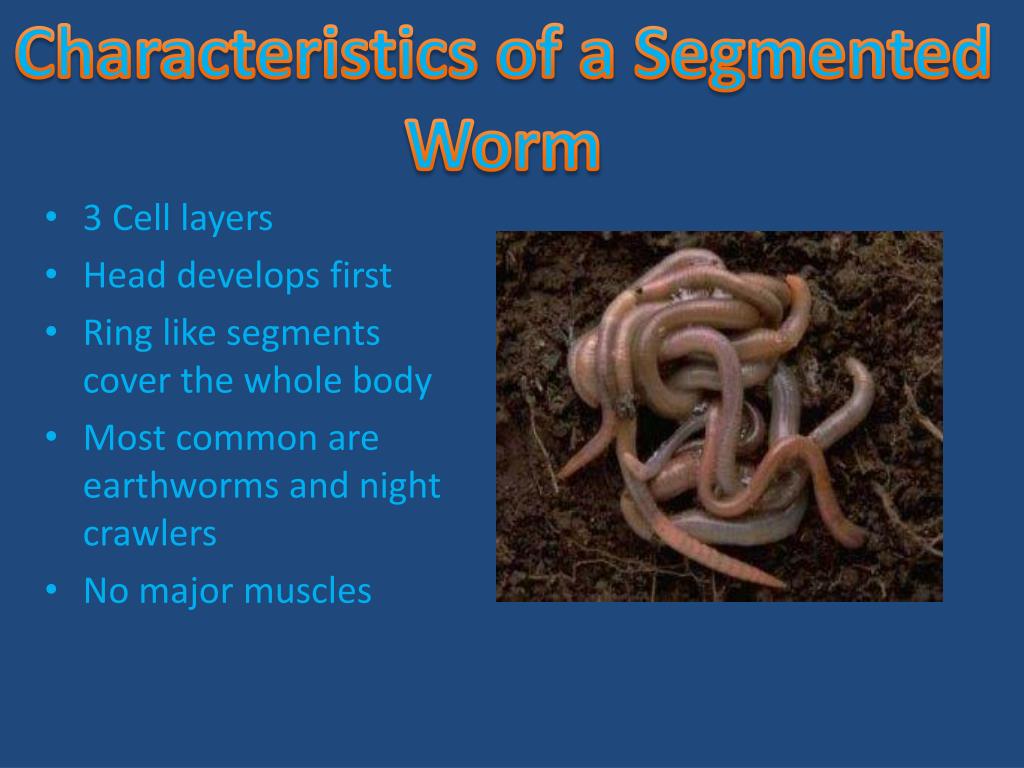 PPT - Ryan Eberhart, Stephen Serrano, Corbin Brosious, Robert Soto ...