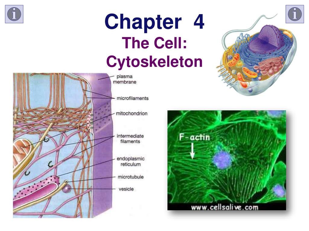 Cytoskeleton Structure And Function 2 Actin Microtubu