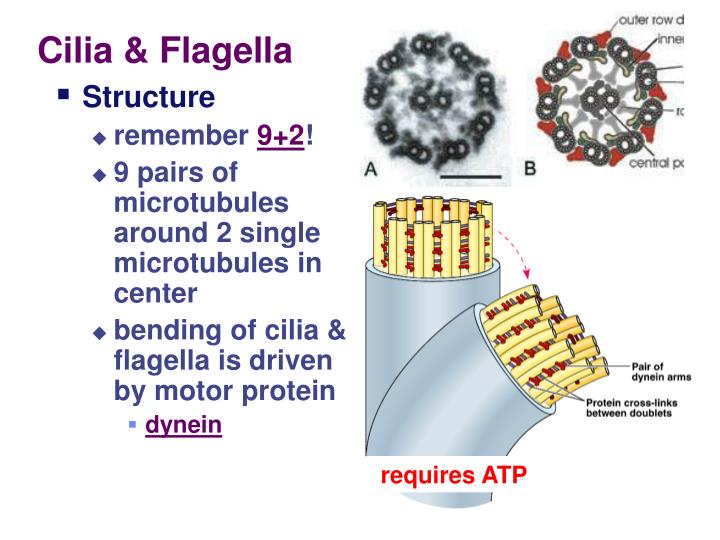 PPT - Chapter 4 The Cell: Cytoskeleton PowerPoint Presentation - ID:2300106