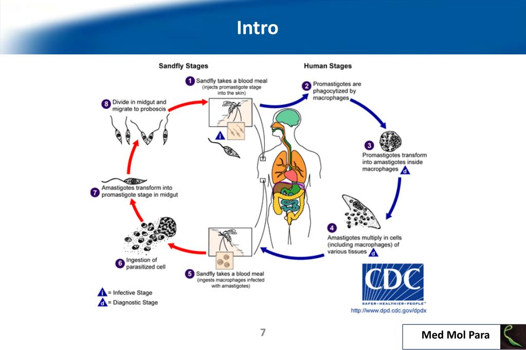 PPT - Medical parasitology: the study and medical implications of ...