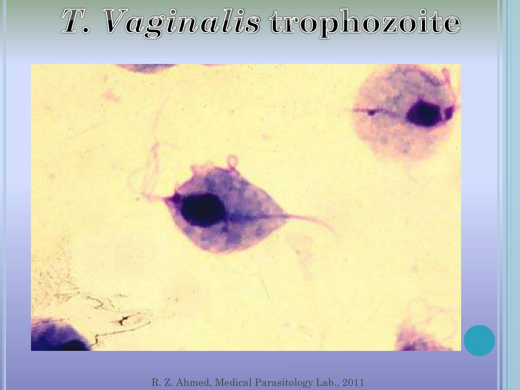 PPT - Medical Parasitology Lab. Revision PowerPoint Presentation, free ...