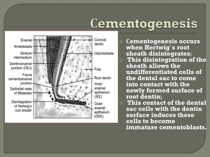 PPT - Cementum / Periodontium PowerPoint Presentation - ID:2302095