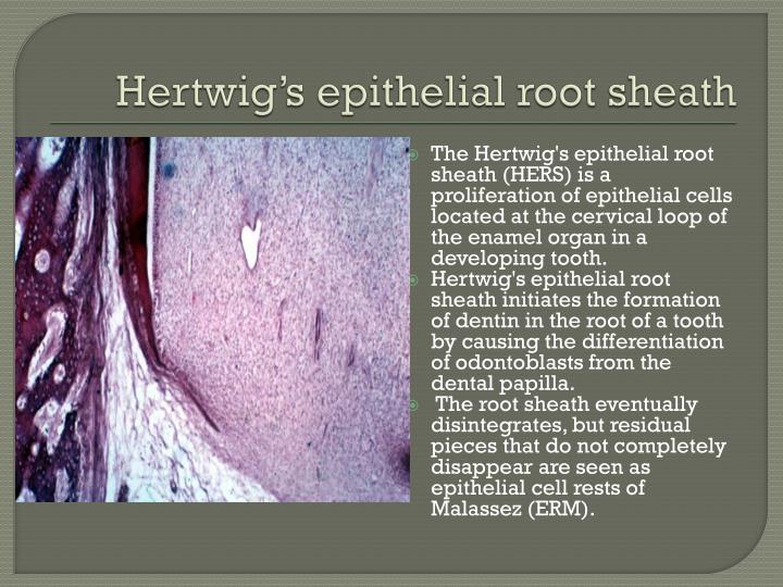PPT - Cementum / Periodontium PowerPoint Presentation - ID:2302095