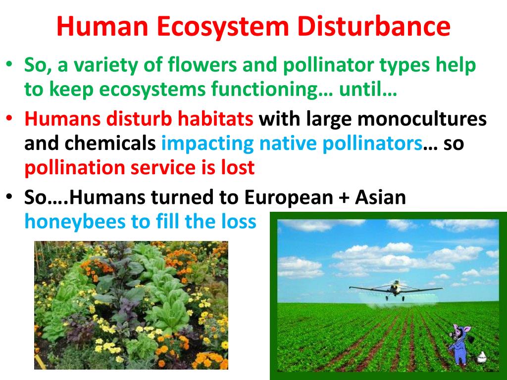 PPT - Pollination and pollinators PowerPoint Presentation, free ... PPT - Pollination and pollinators PowerPoint Presentation, free ...