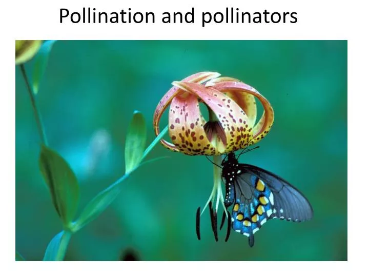 PPT - Pollination and pollinators PowerPoint Presentation, free ... PPT - Pollination and pollinators PowerPoint Presentation, free ...