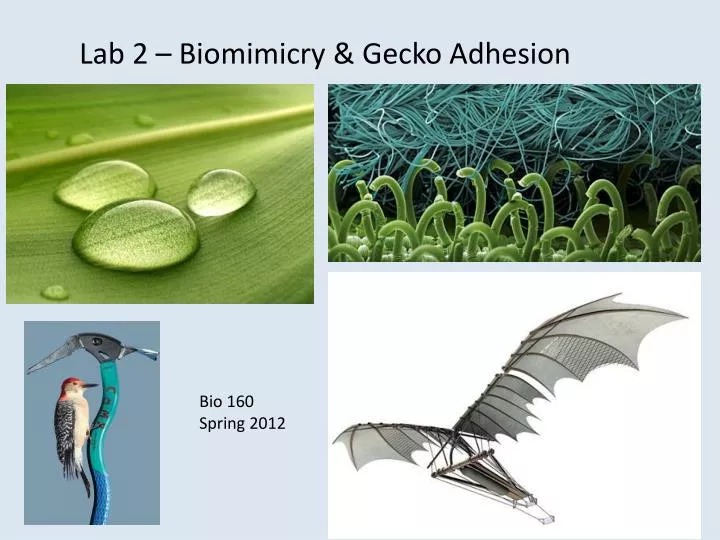 PPT - Lab 2 – Biomimicry & Gecko Adhesion PowerPoint Presentation - ID ...