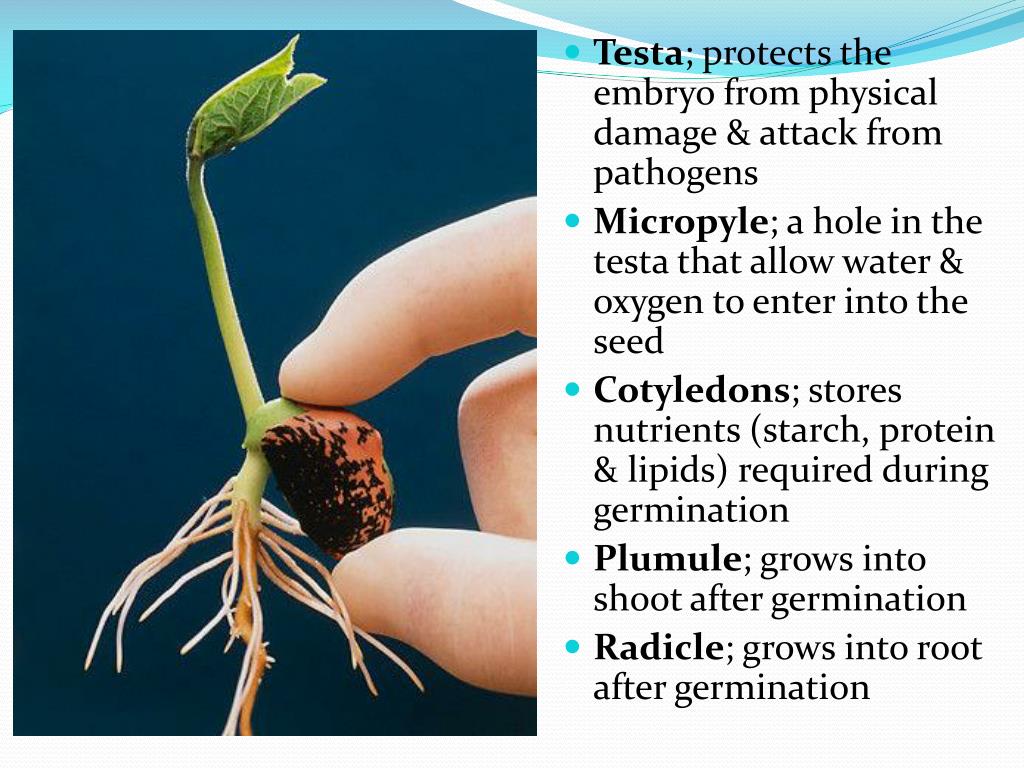 PPT - Sexual reproduction in plants PowerPoint Presentation, free ...
