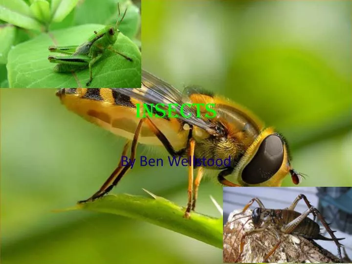 PPT - INSECTS PowerPoint Presentation, free download - ID:2304192