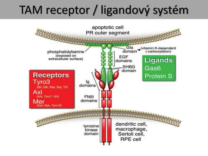 PPT - ___________________________________ PowerPoint Presentation - ID ...