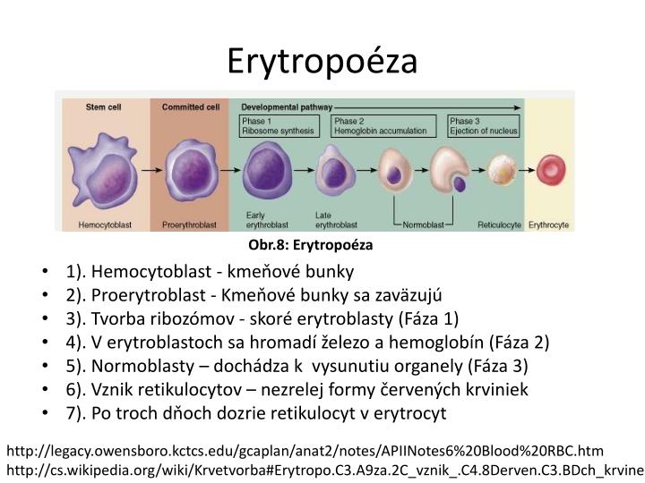 PPT - EPO Erytropoetín PowerPoint Presentation - ID:2304318
