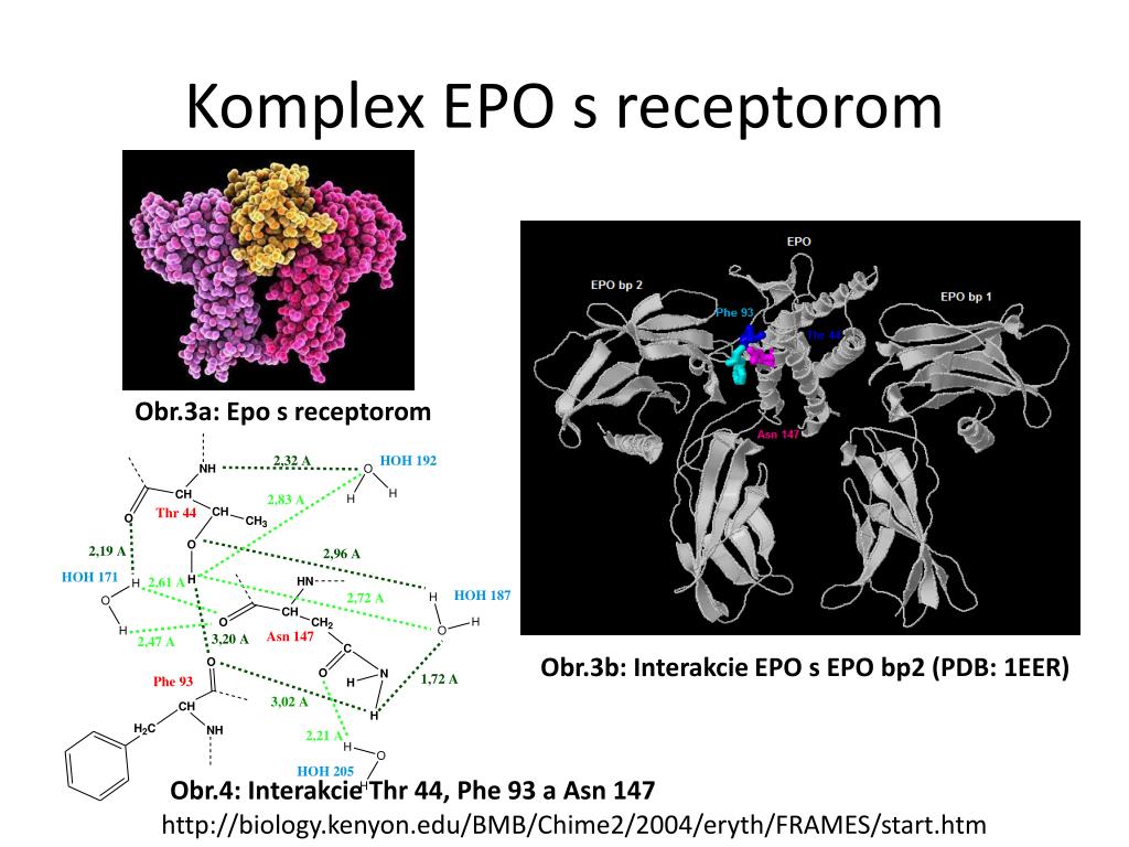 PPT - EPO Erytropoetín PowerPoint Presentation, free download - ID:2304318