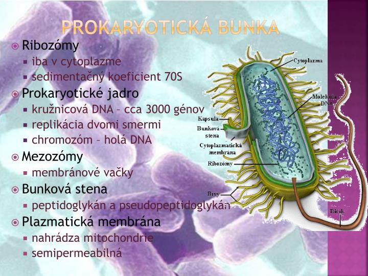 Prokaryoticka Bunka