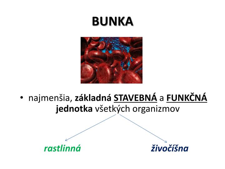 PPT - BUNKA A JEJ ŠTRUKTÚRY PowerPoint Presentation - ID:2304341