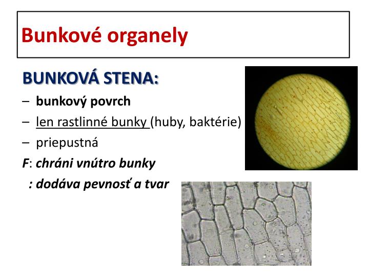 PPT - BUNKA A JEJ ŠTRUKTÚRY PowerPoint Presentation - ID:2304341