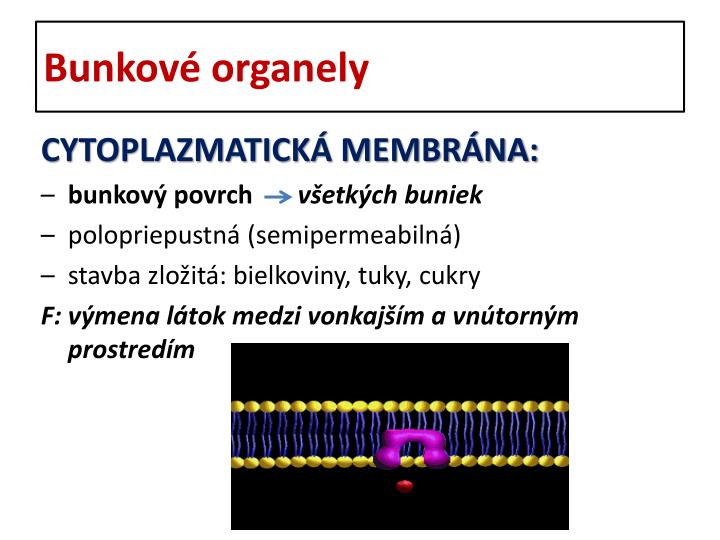 PPT - BUNKA A JEJ ŠTRUKTÚRY PowerPoint Presentation - ID:2304341