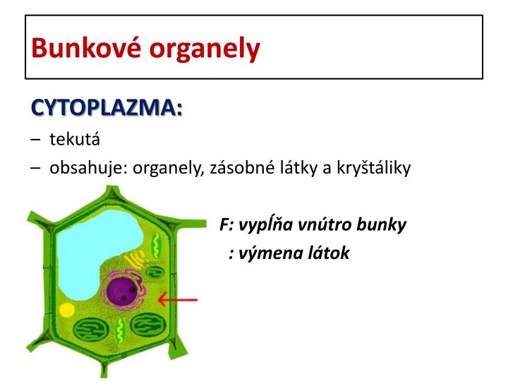 PPT - BUNKA A JEJ ŠTRUKTÚRY PowerPoint Presentation - ID:2304341