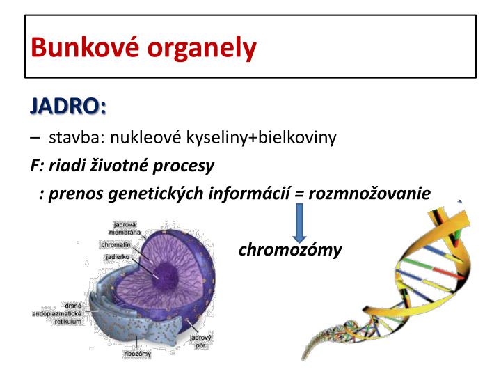 PPT - BUNKA A JEJ ŠTRUKTÚRY PowerPoint Presentation - ID:2304341