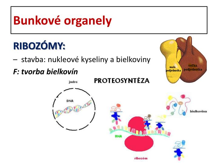 PPT - BUNKA A JEJ ŠTRUKTÚRY PowerPoint Presentation - ID:2304341