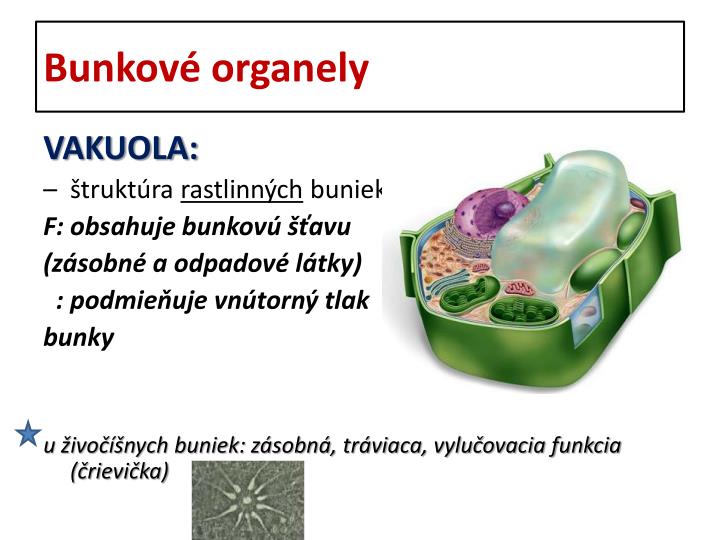 PPT - BUNKA A JEJ ŠTRUKTÚRY PowerPoint Presentation - ID:2304341