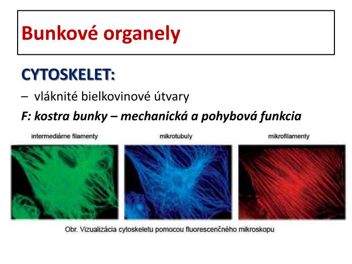 PPT - BUNKA A JEJ ŠTRUKTÚRY PowerPoint Presentation - ID:2304341