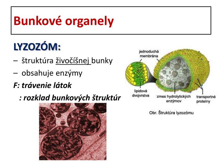 PPT - BUNKA A JEJ ŠTRUKTÚRY PowerPoint Presentation - ID:2304341