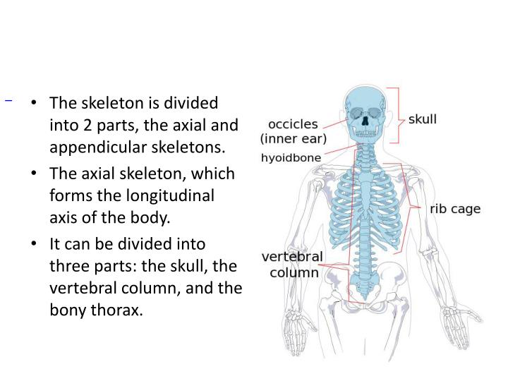 PPT - Axial Skeleton PowerPoint Presentation - ID:2304622