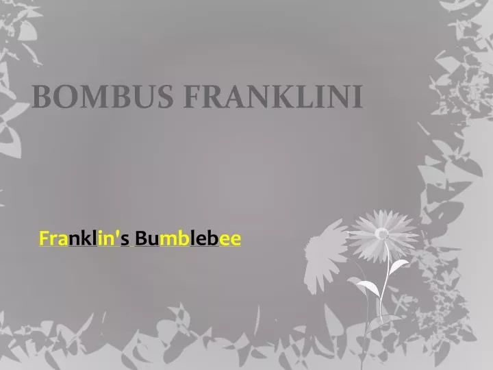 PPT - BOMBUS FRANKLINI PowerPoint Presentation, free download - ID:2305152