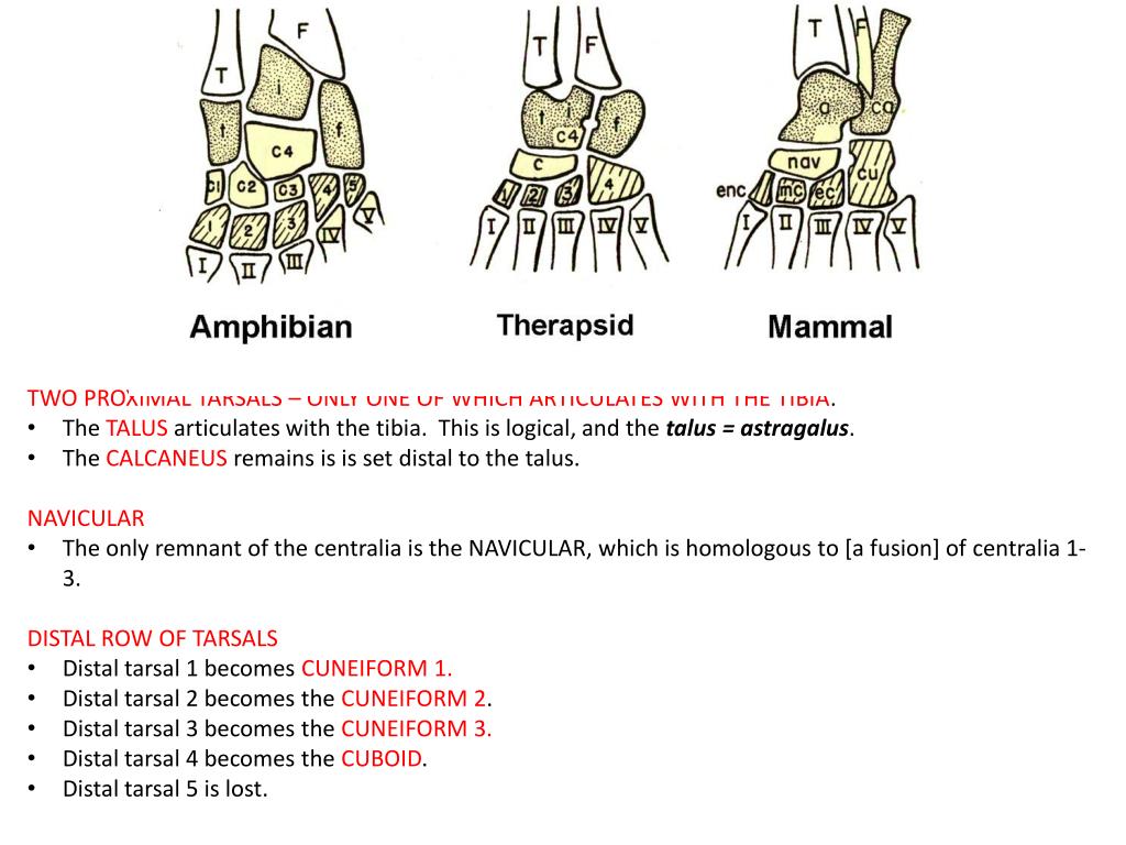 PPT - BIOLOGY 524 POSTCRANIAL SKELETON - V CRUS AND PES S. S. Sumida ...