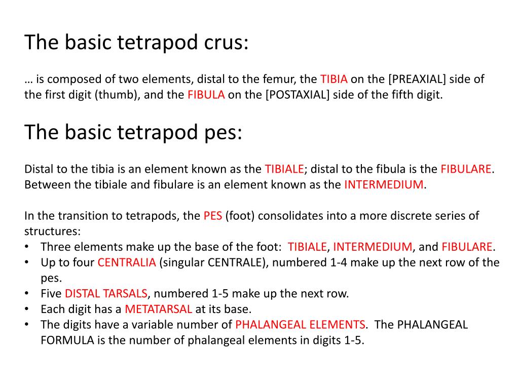 PPT - BIOLOGY 524 POSTCRANIAL SKELETON - V CRUS AND PES S. S. Sumida ...