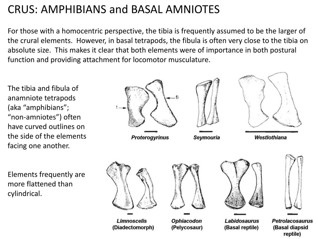 PPT - BIOLOGY 524 POSTCRANIAL SKELETON - V CRUS AND PES S. S. Sumida ...