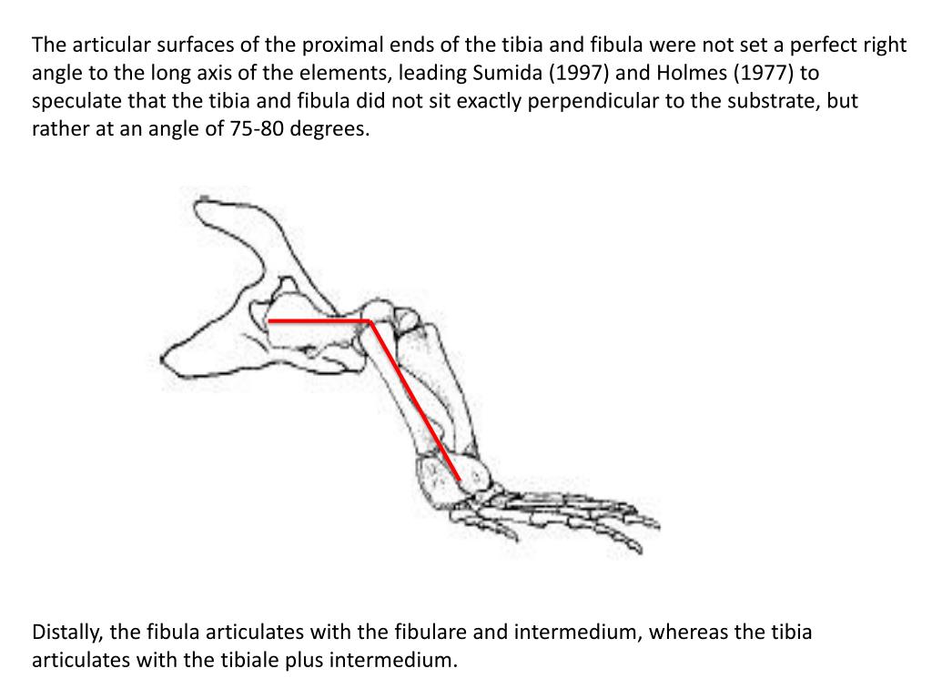 PPT - BIOLOGY 524 POSTCRANIAL SKELETON - V CRUS AND PES S. S. Sumida ...