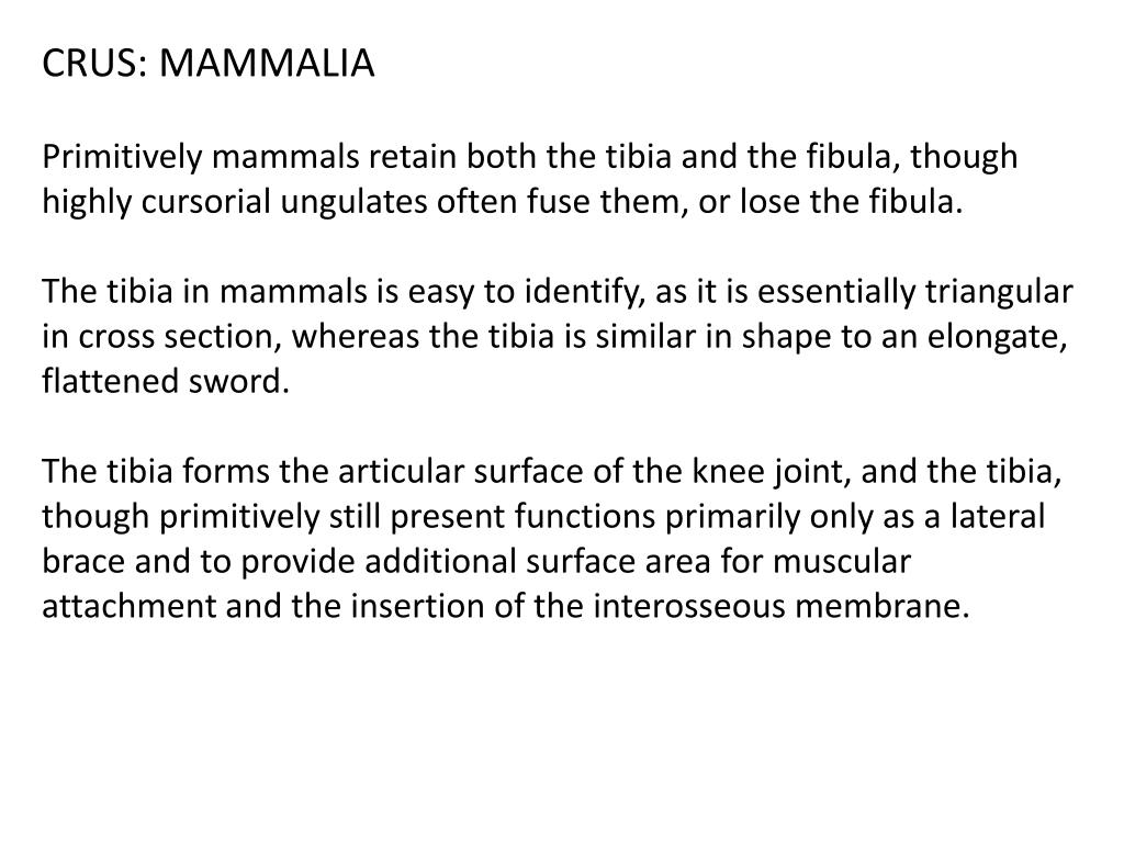PPT - BIOLOGY 524 POSTCRANIAL SKELETON - V CRUS AND PES S. S. Sumida ...