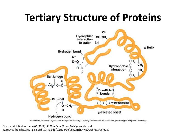 PPT - PROTEIN STRUCTURE PowerPoint Presentation - ID:2306713