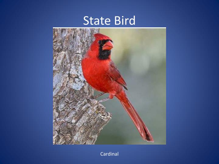 PPT - North Carolina State Symbols PowerPoint Presentation - ID:2306876