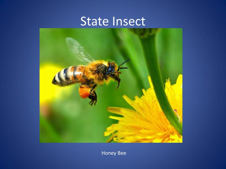 PPT - North Carolina State Symbols PowerPoint Presentation - ID:2306876