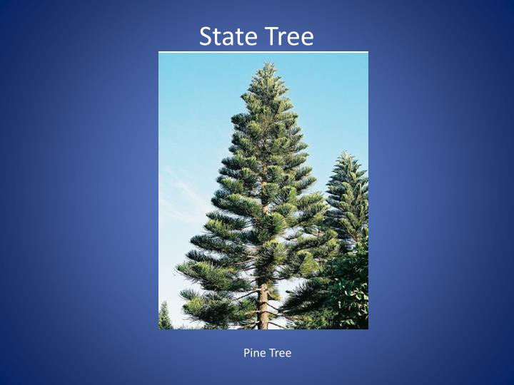 PPT - North Carolina State Symbols PowerPoint Presentation - ID:2306876