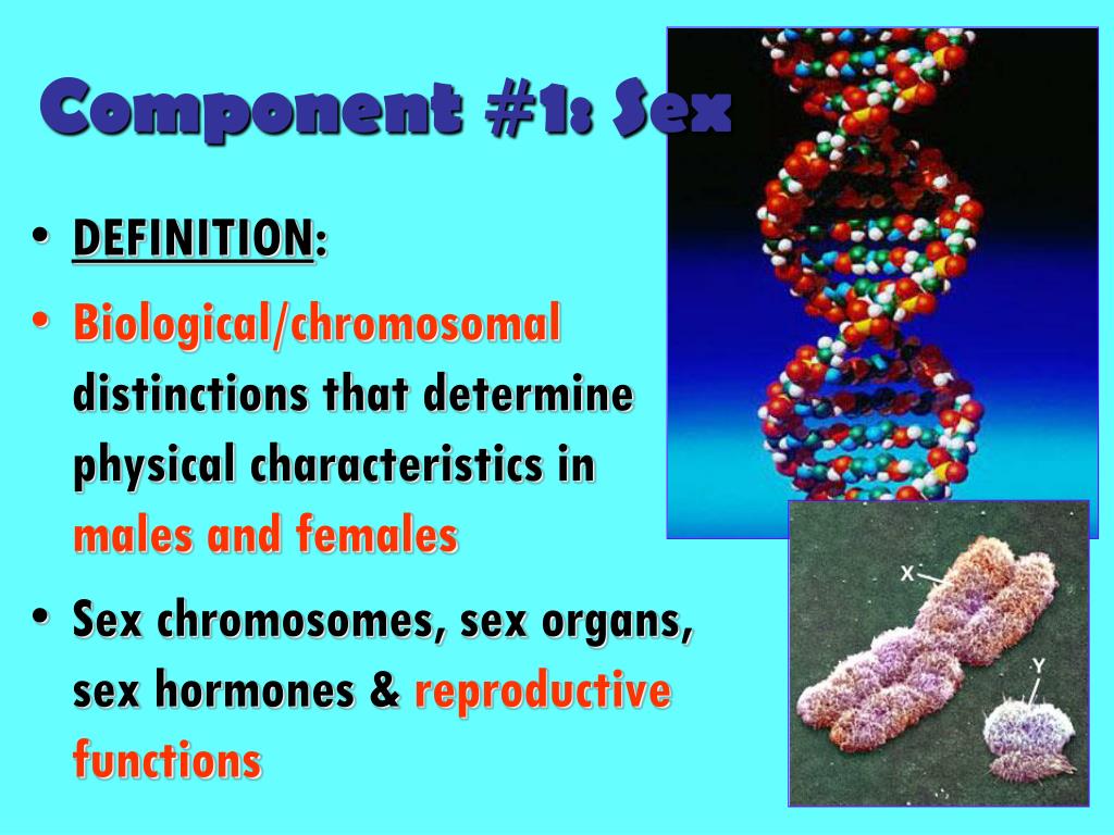 Ppt Social Stratification Sex And Gender Powerpoint Presentation Id