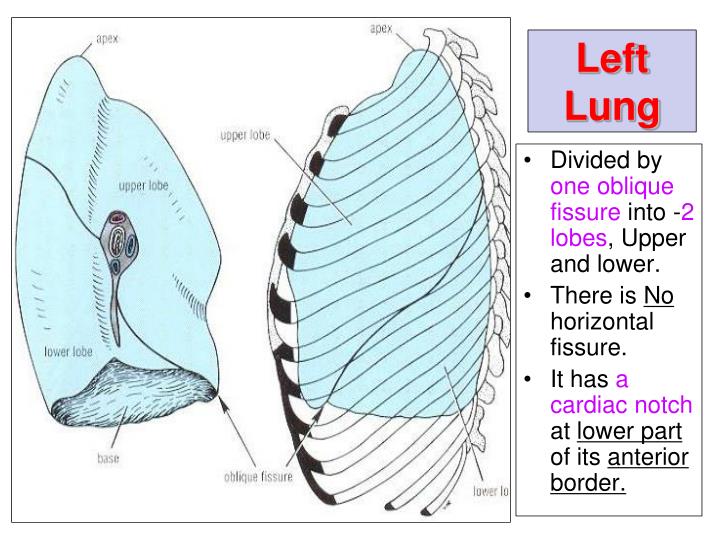 PPT - Pleura and Lung PowerPoint Presentation - ID:2308086