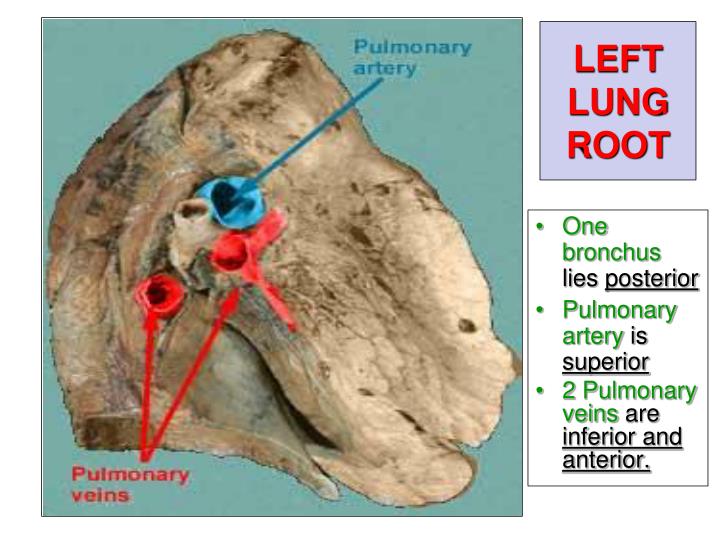 PPT - Pleura and Lung PowerPoint Presentation - ID:2308086