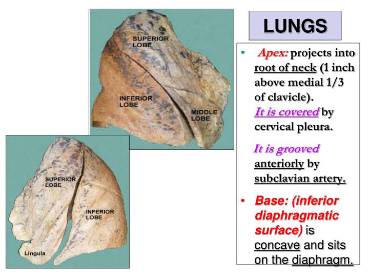 PPT - Pleura and Lung PowerPoint Presentation - ID:2308086
