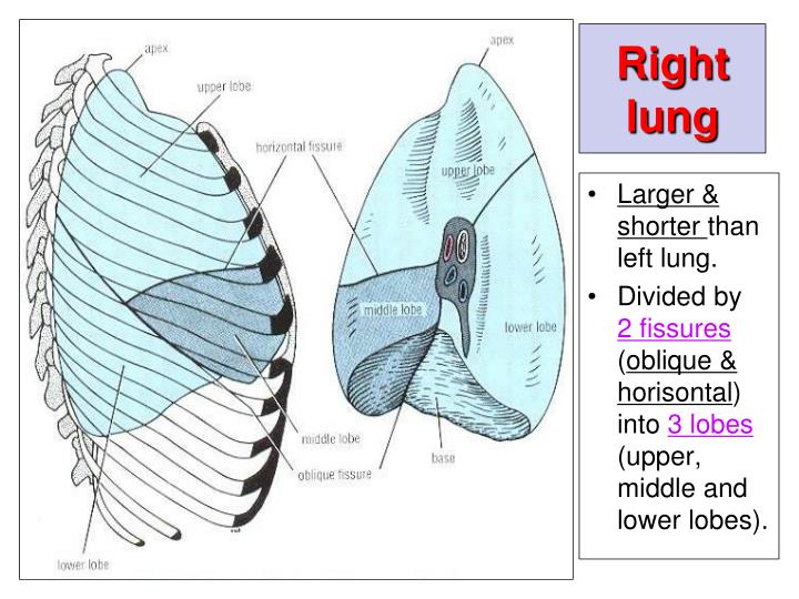 PPT - Pleura and Lung PowerPoint Presentation - ID:2308086